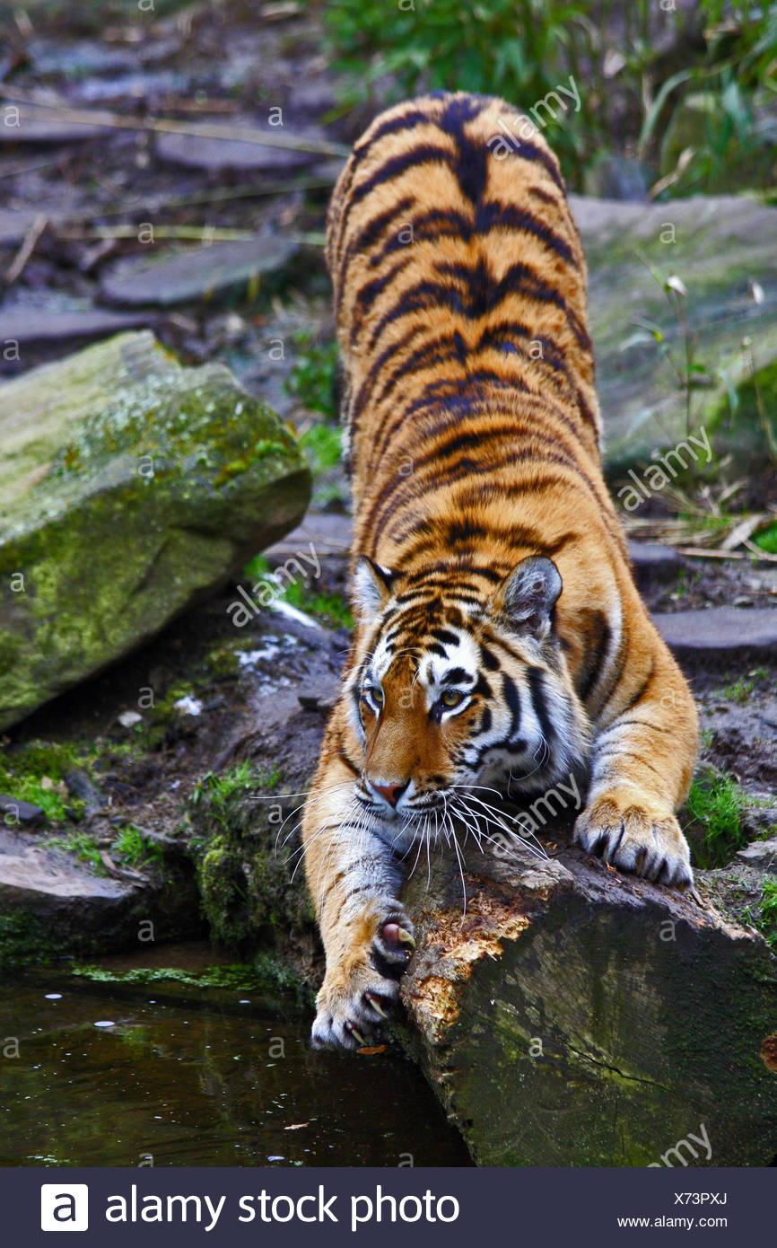 Tiger Stretching High Resolution Stock Photography and Images - Alamy