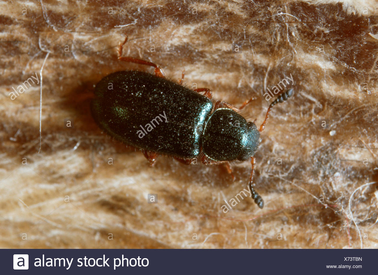 Copra High Resolution Stock Photography and Images - Alamy