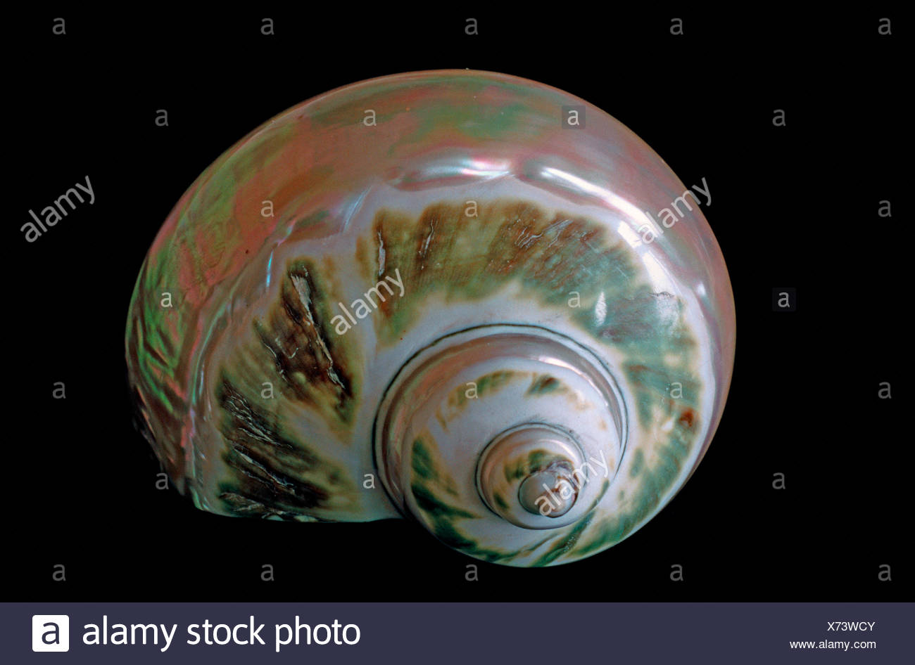 Turban Shell High Resolution Stock Photography and Images - Alamy