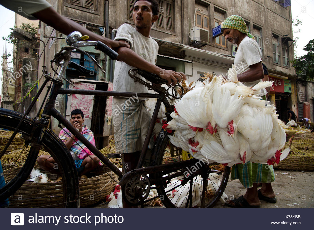 Bike Chicken Chickens Stock Photos & Bike Chicken Chickens Stock Images ...