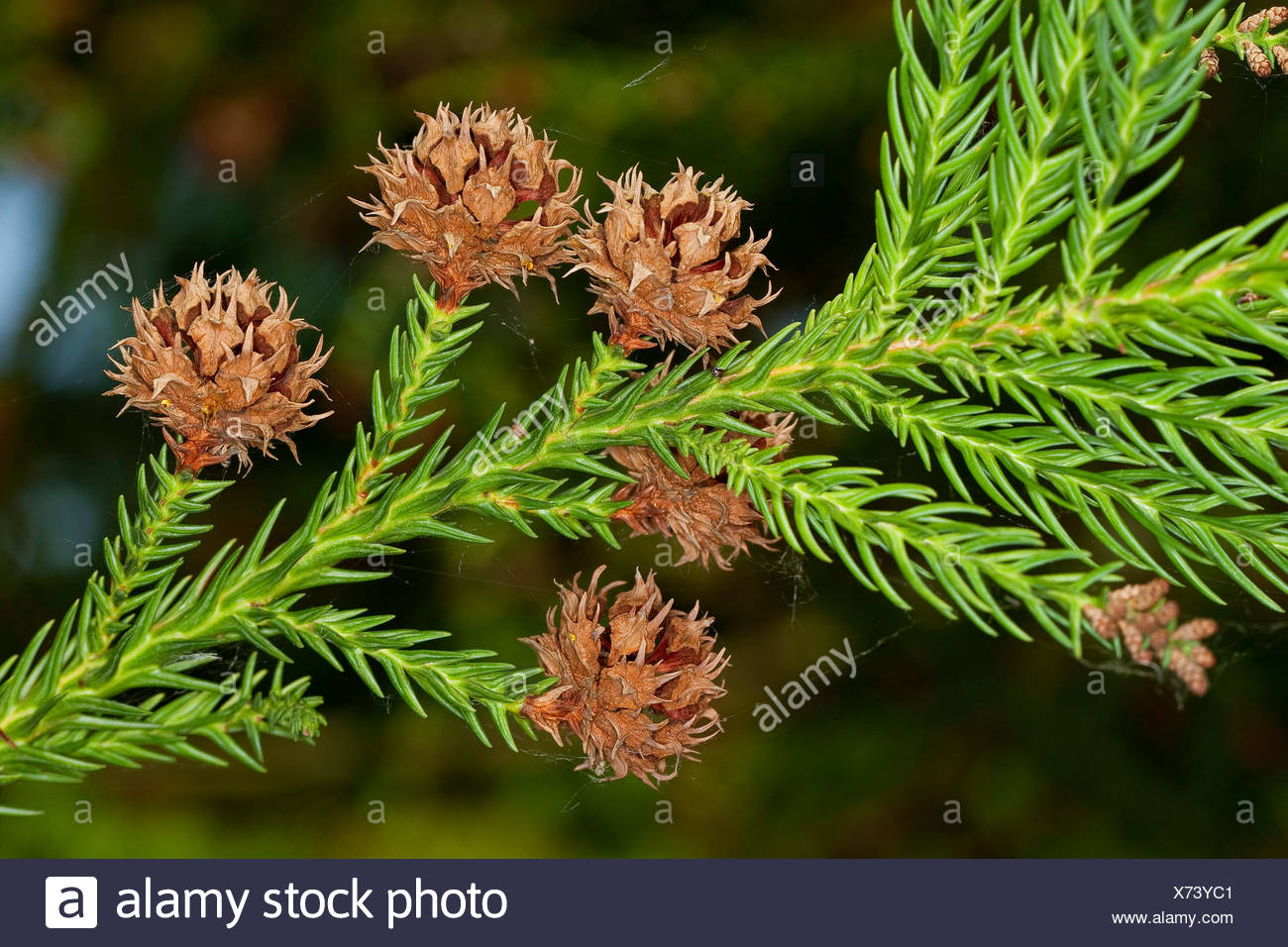 Cryptomeria Japonica Japanese Cedar High Resolution Stock Photography ...