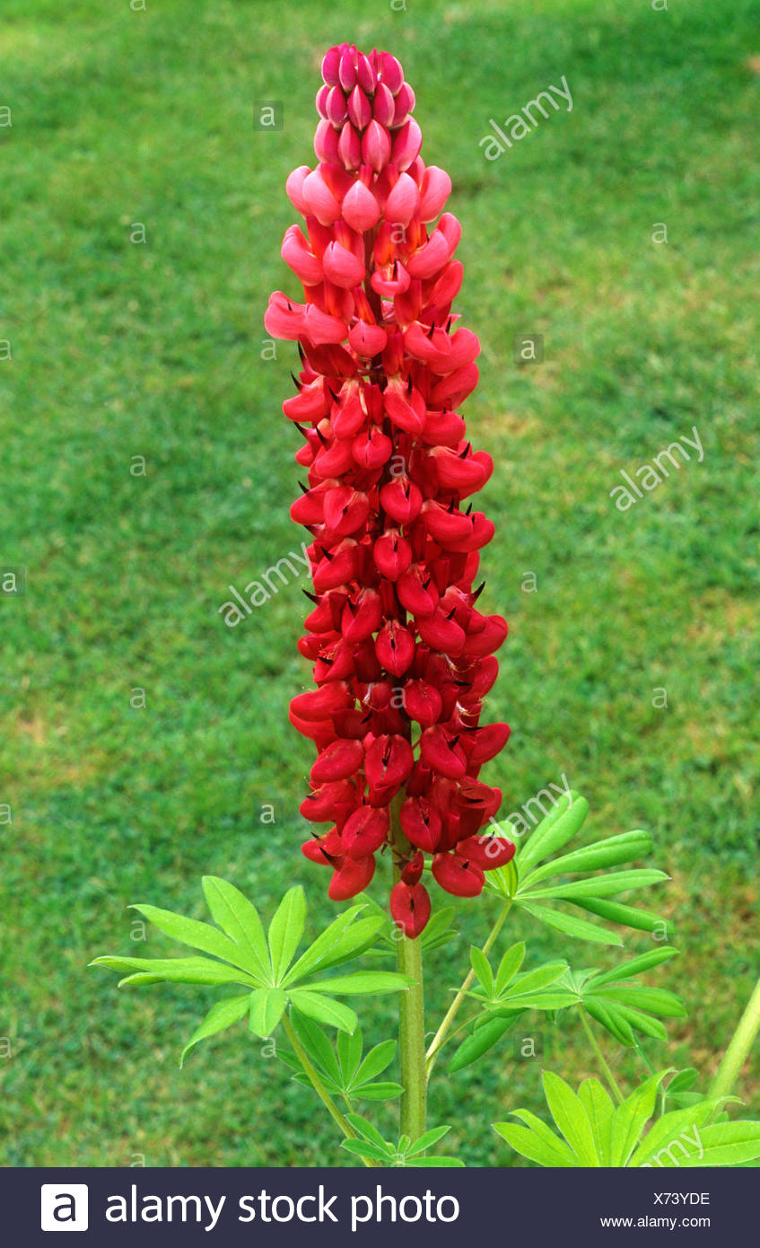 Lupinus Towering Inferno Lupin Lupins High Resolution Stock Photography ...