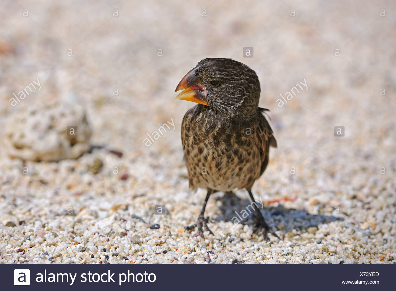 Medium Ground Finch (geospiza Fortis) High Resolution Stock Photography ...