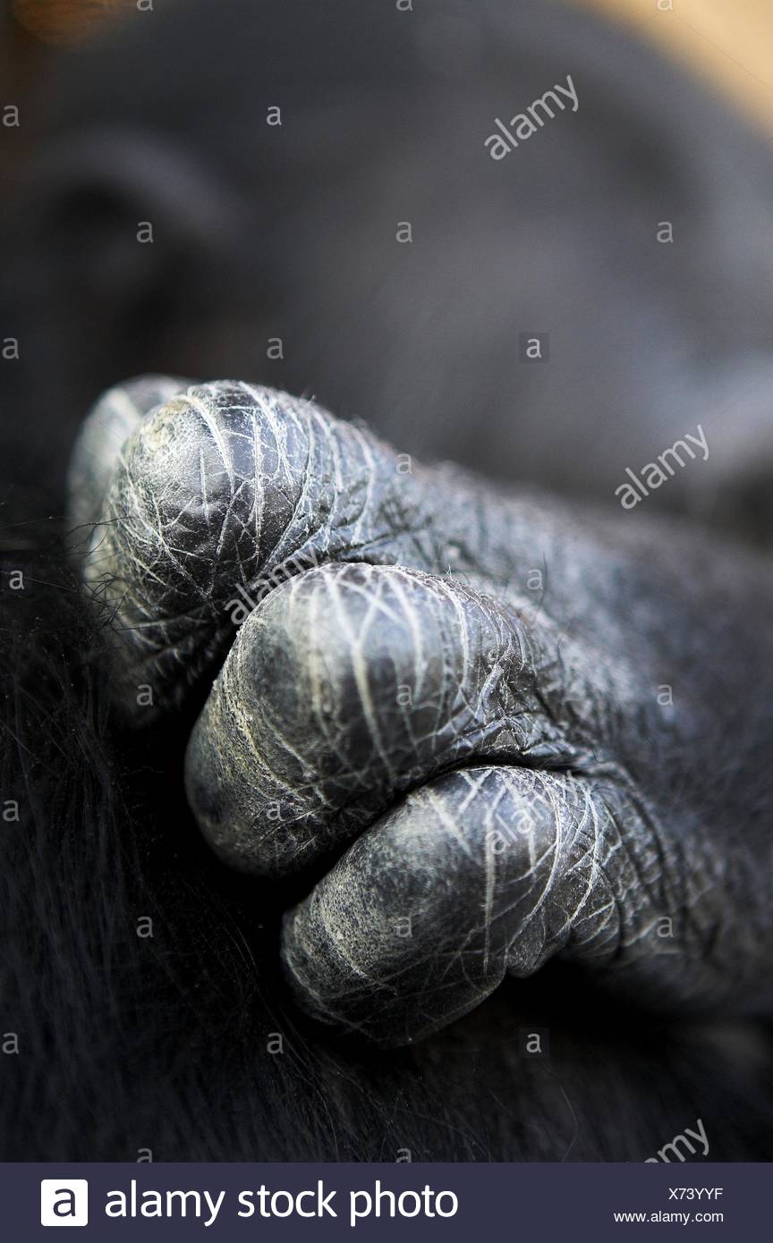 Chimpanzee Hand High Resolution Stock Photography and Images - Alamy