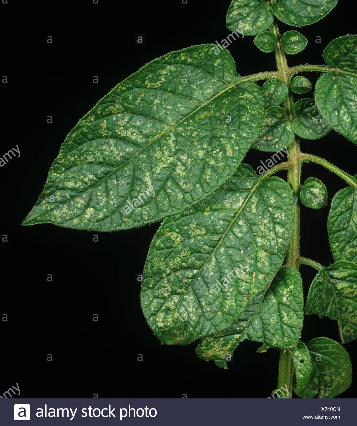 Leafhopper Damage Leaf Stock Photos & Leafhopper Damage Leaf Stock ...