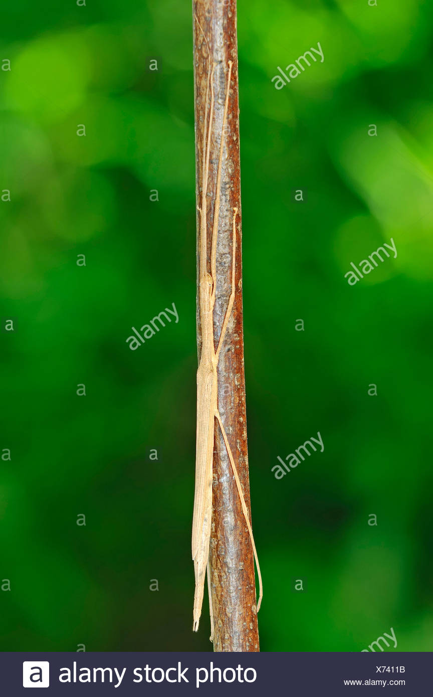 Sipyloidea High Resolution Stock Photography and Images - Alamy