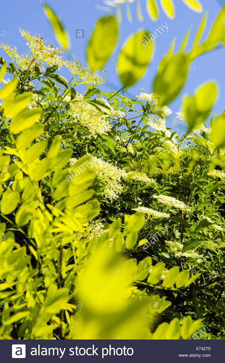 Holunder Strauch High Resolution Stock Photography and Images - Alamy