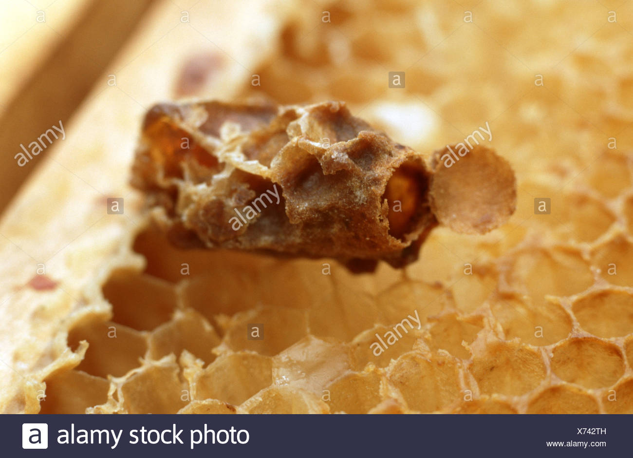 Queen Bee Cell High Resolution Stock Photography and Images - Alamy