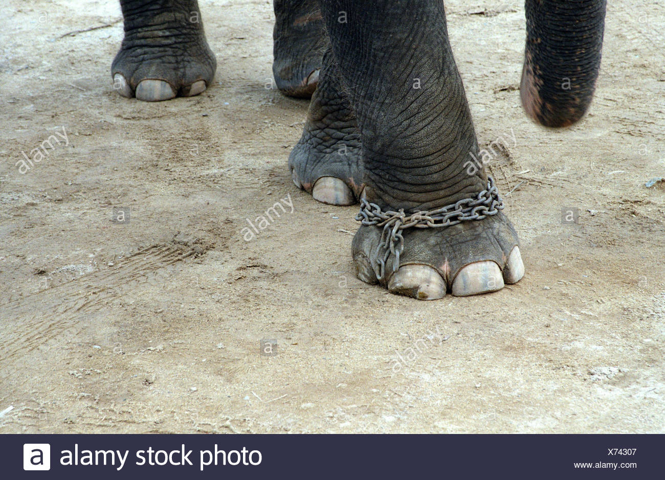 Chain Feet High Resolution Stock Photography and Images - Alamy