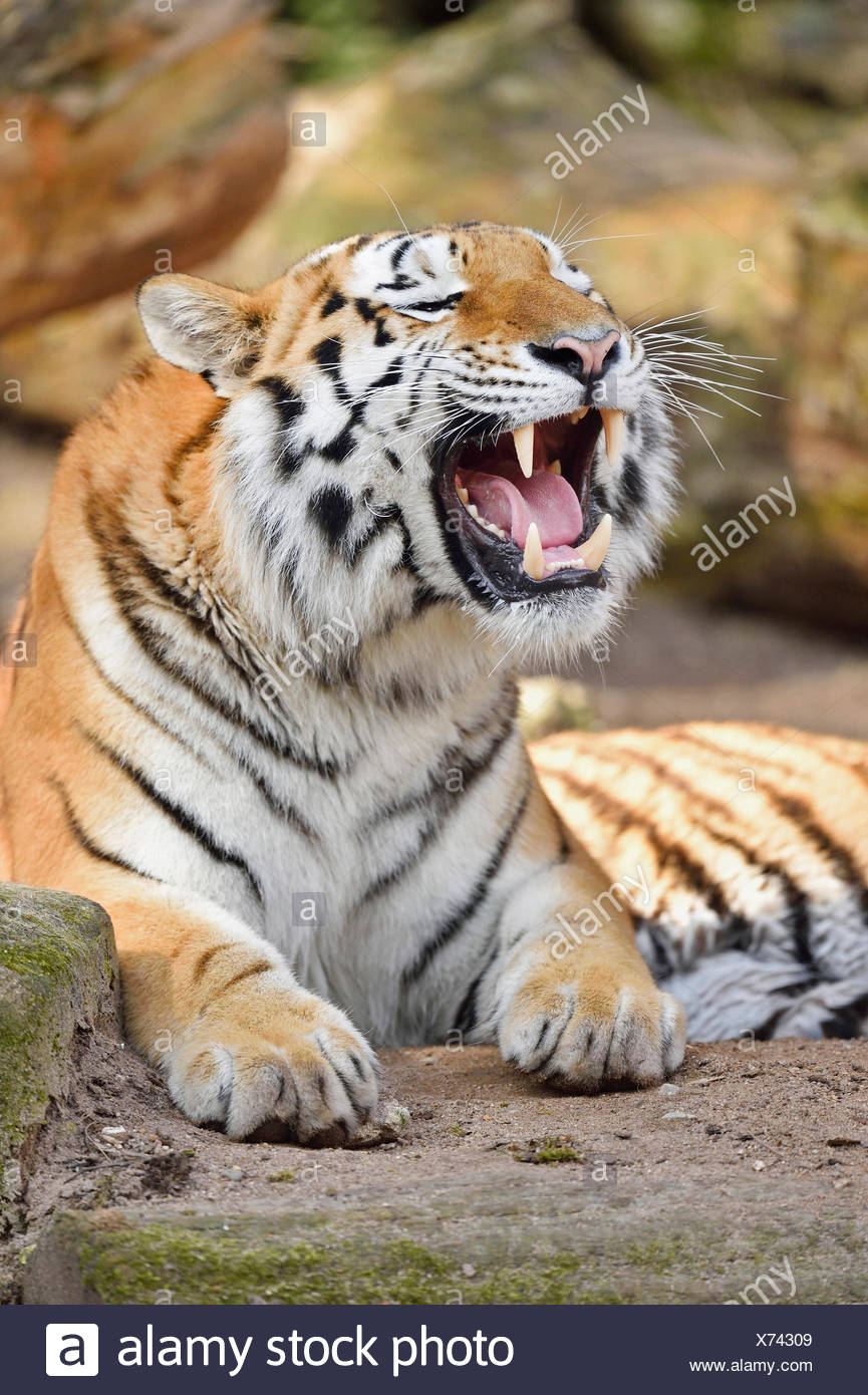 Tiger Tooth High Resolution Stock Photography and Images - Alamy