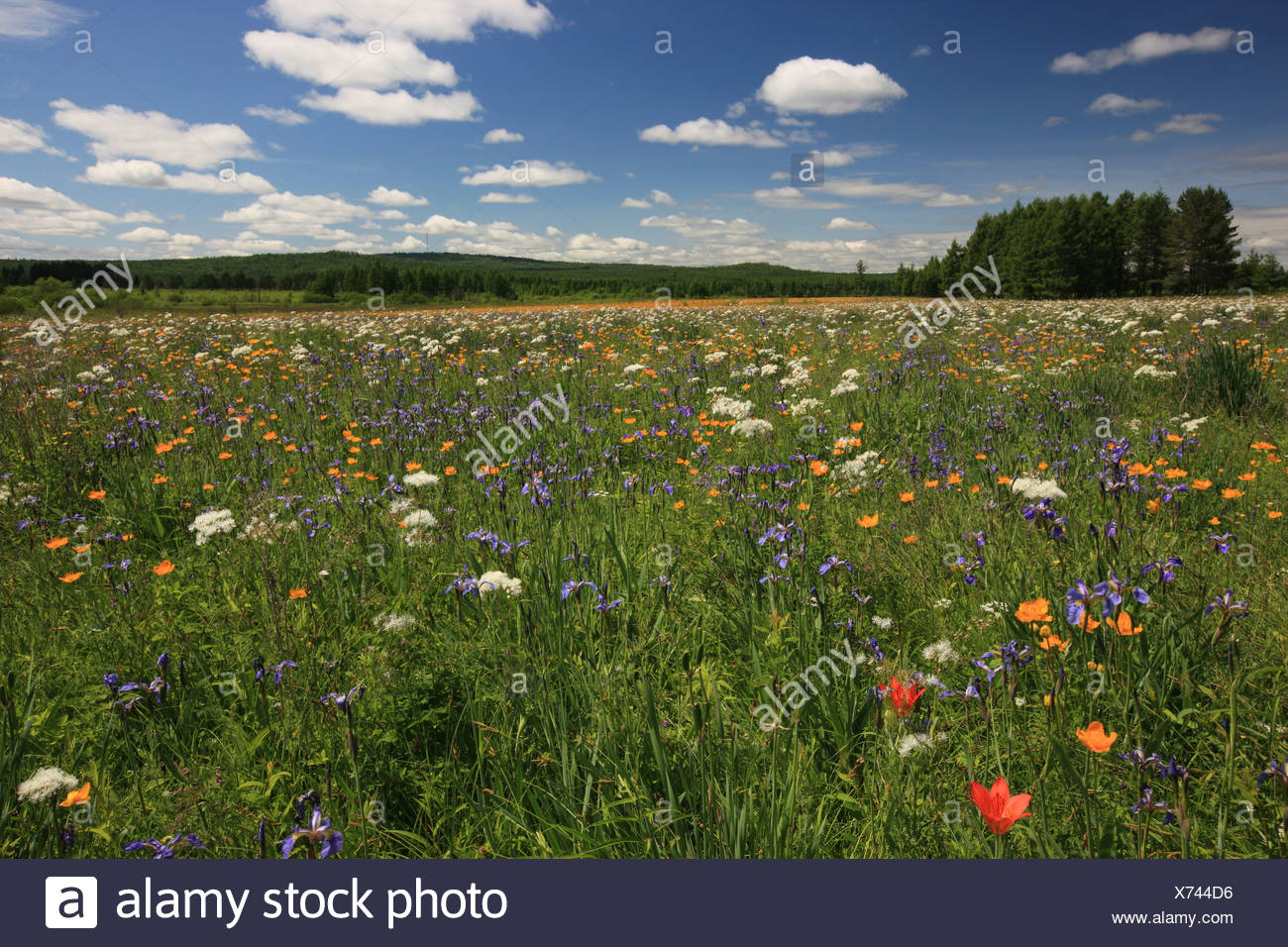 Russia Siberia Flower Field Flower High Resolution Stock Photography ...