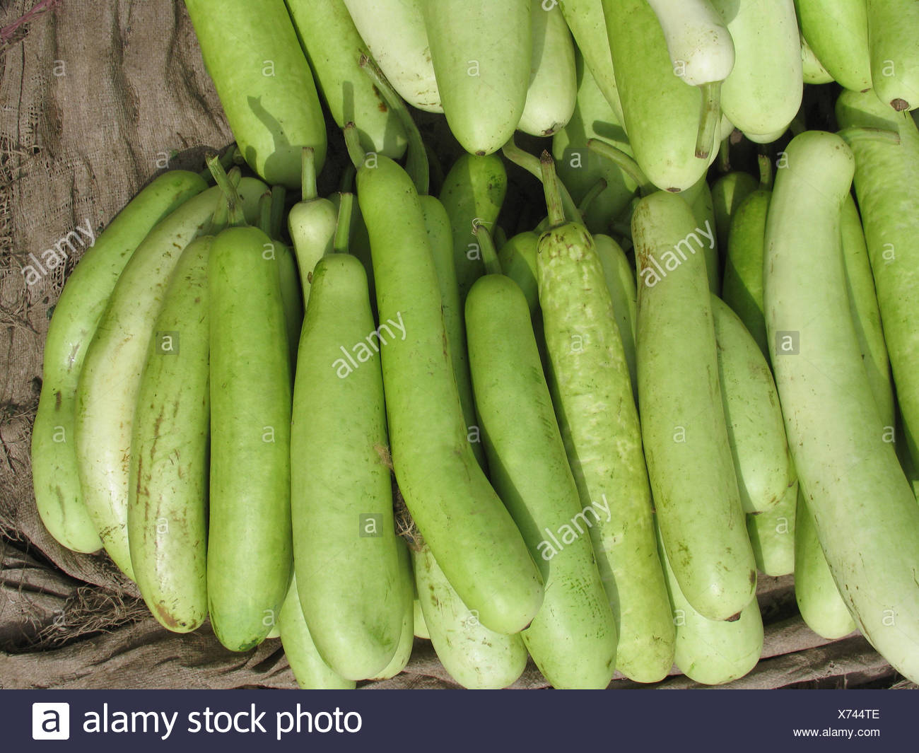White Flowered Gourd Stock Photos & White Flowered Gourd Stock Images ...