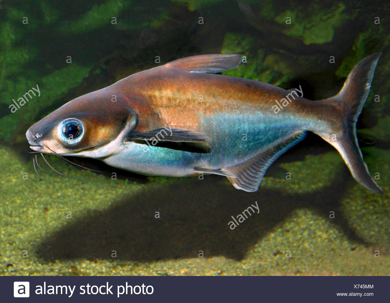 Pangasius High Resolution Stock Photography and Images - Alamy