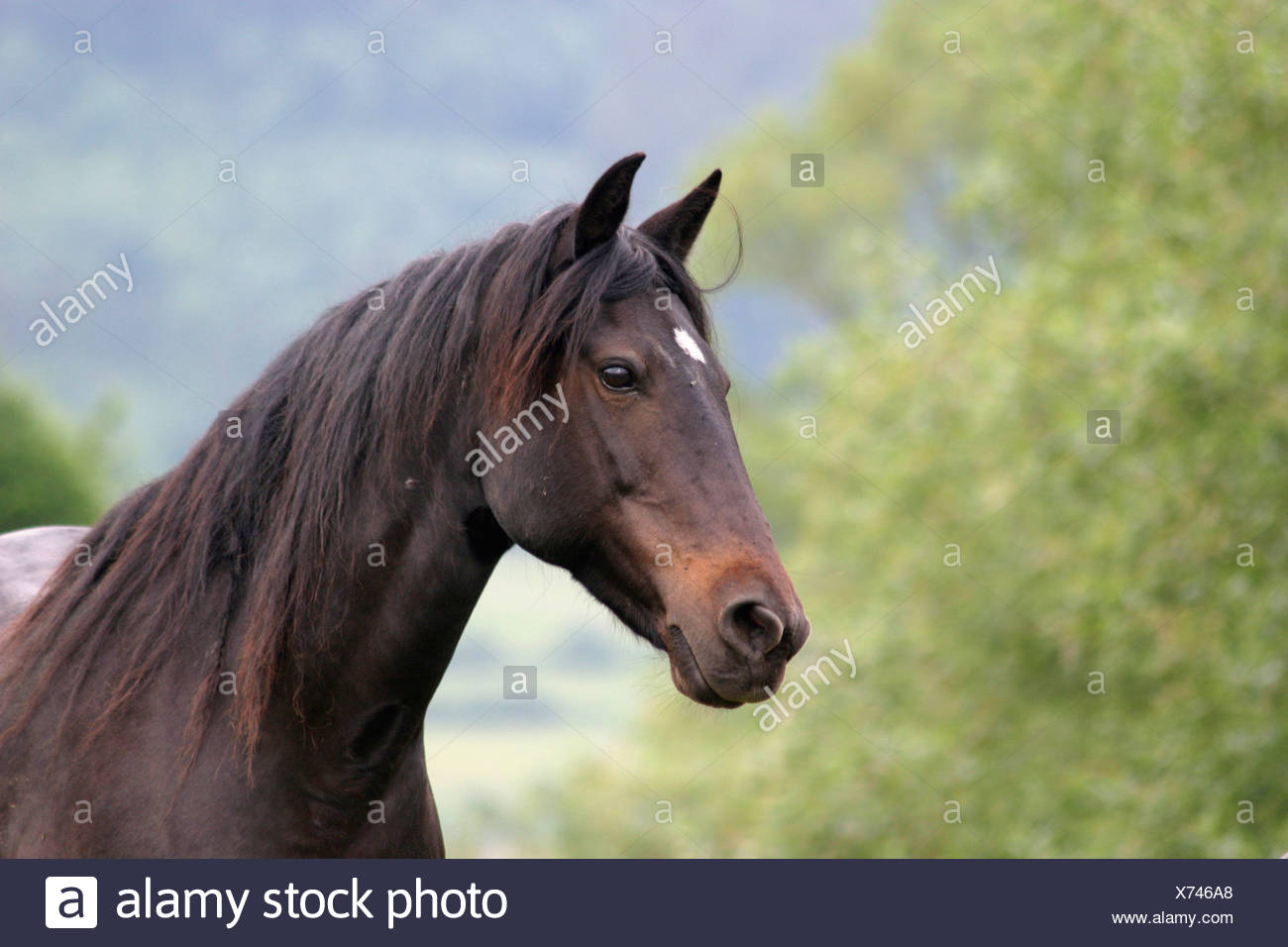 Morgan Horse High Resolution Stock Photography and Images - Alamy