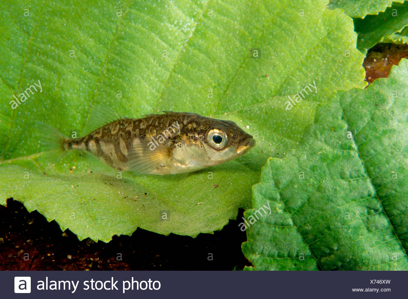 Gasterosteus High Resolution Stock Photography and Images - Alamy