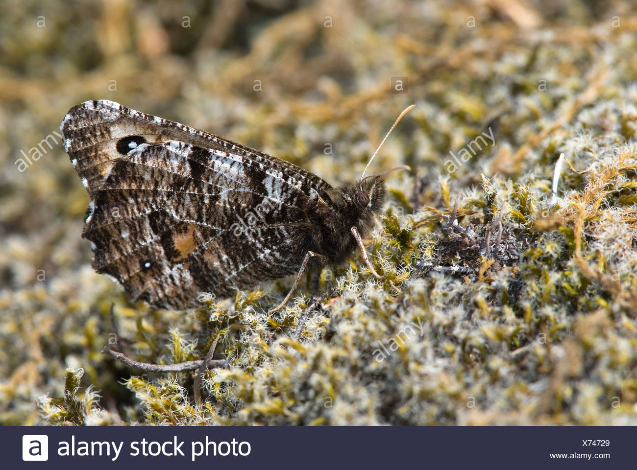 Arctic Butterflies Stock Photos & Arctic Butterflies Stock Images - Alamy