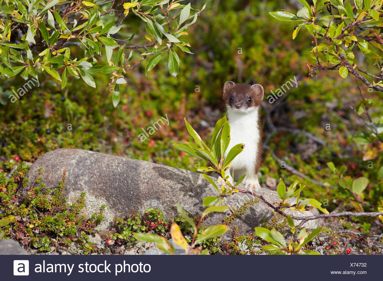 Ermine Stock Photos & Ermine Stock Images - Alamy