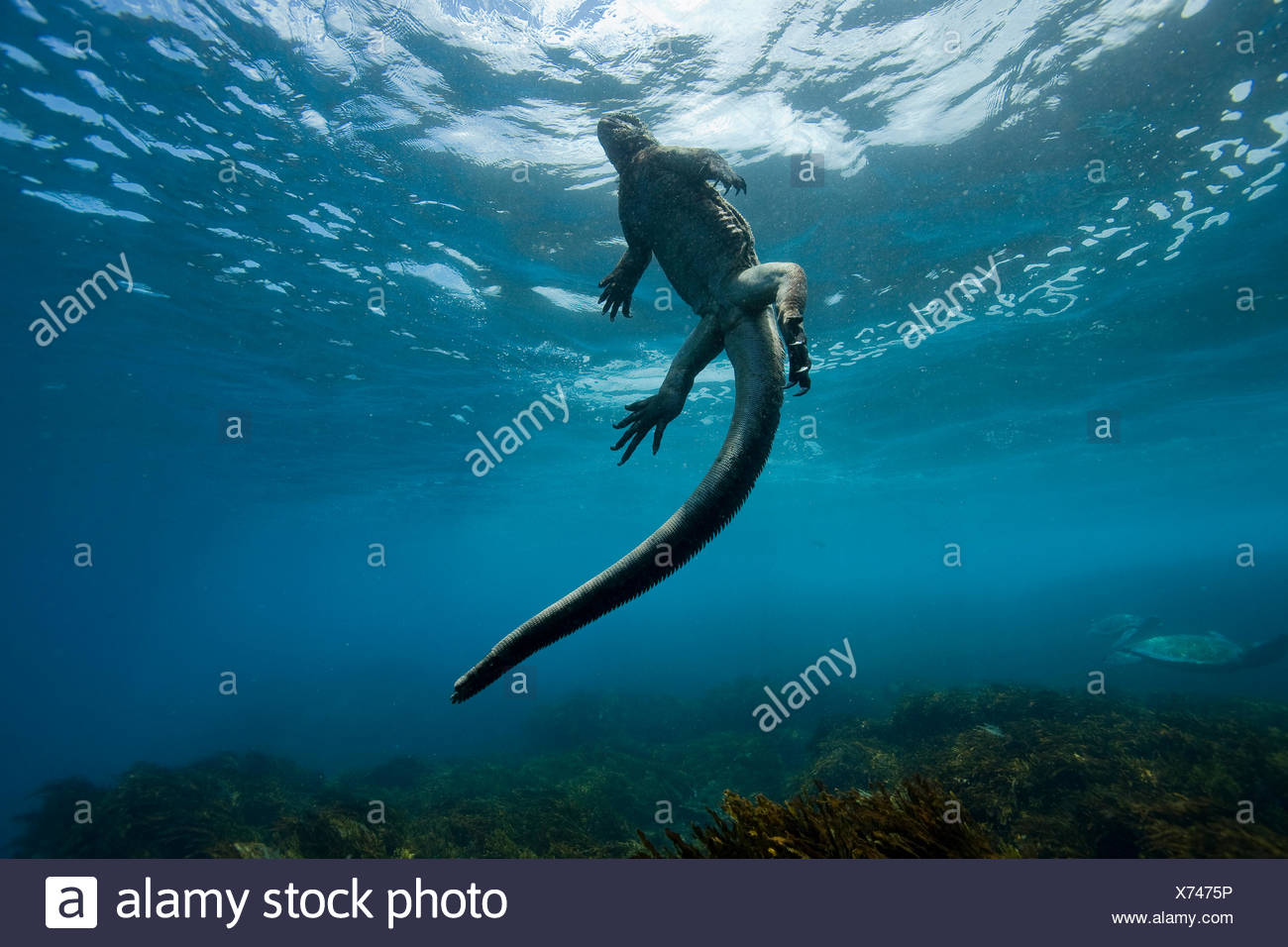 Marine Iguana Stock Photos & Marine Iguana Stock Images - Alamy