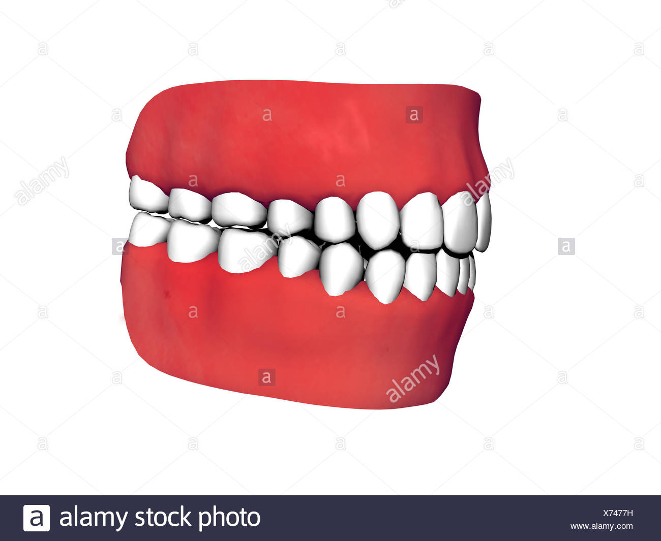 Molars And Incisors High Resolution Stock Photography and Images - Alamy