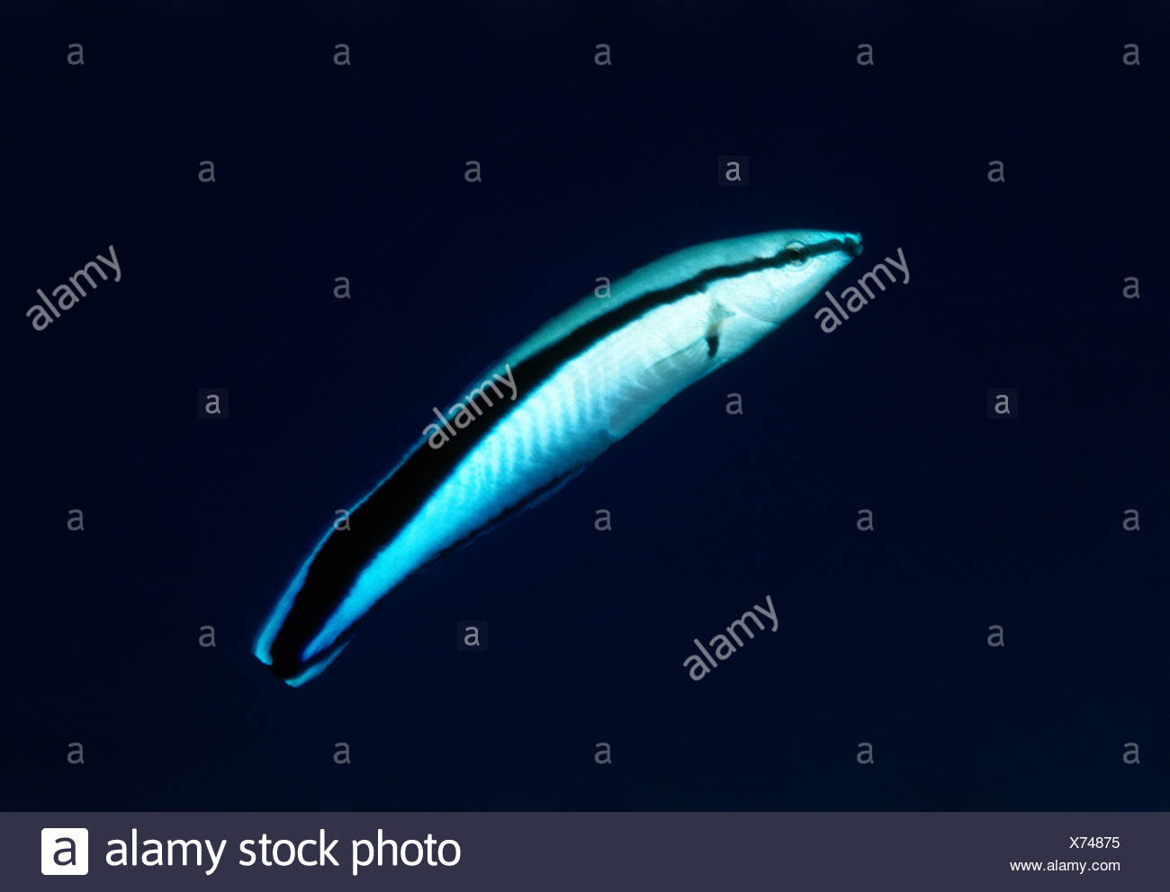 Bluestreak Cleaner Wrasse Fish High Resolution Stock Photography and ...