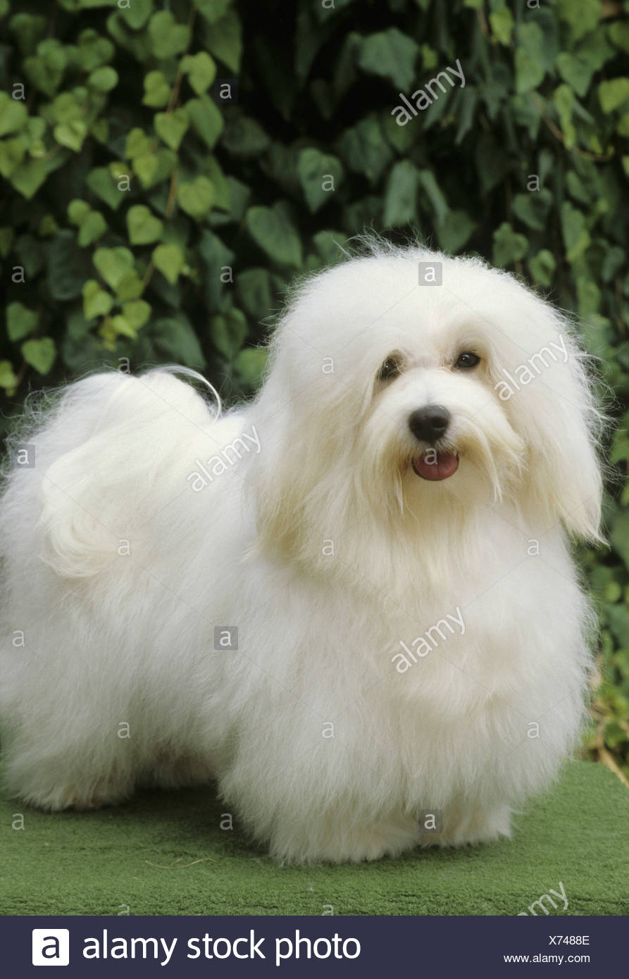 Havanese Dog Stock Photos & Havanese Dog Stock Images - Alamy