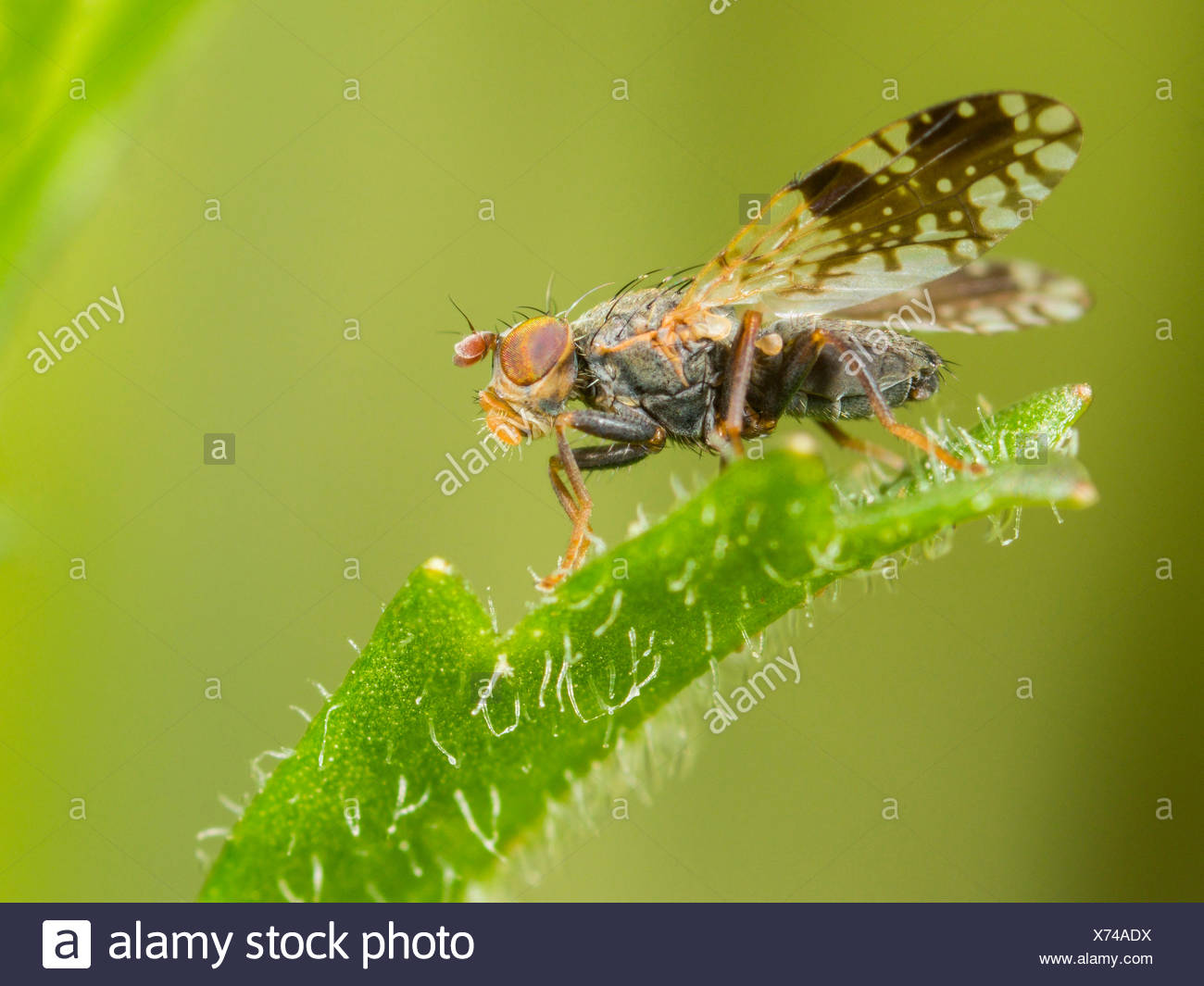 Tephritid High Resolution Stock Photography and Images - Alamy