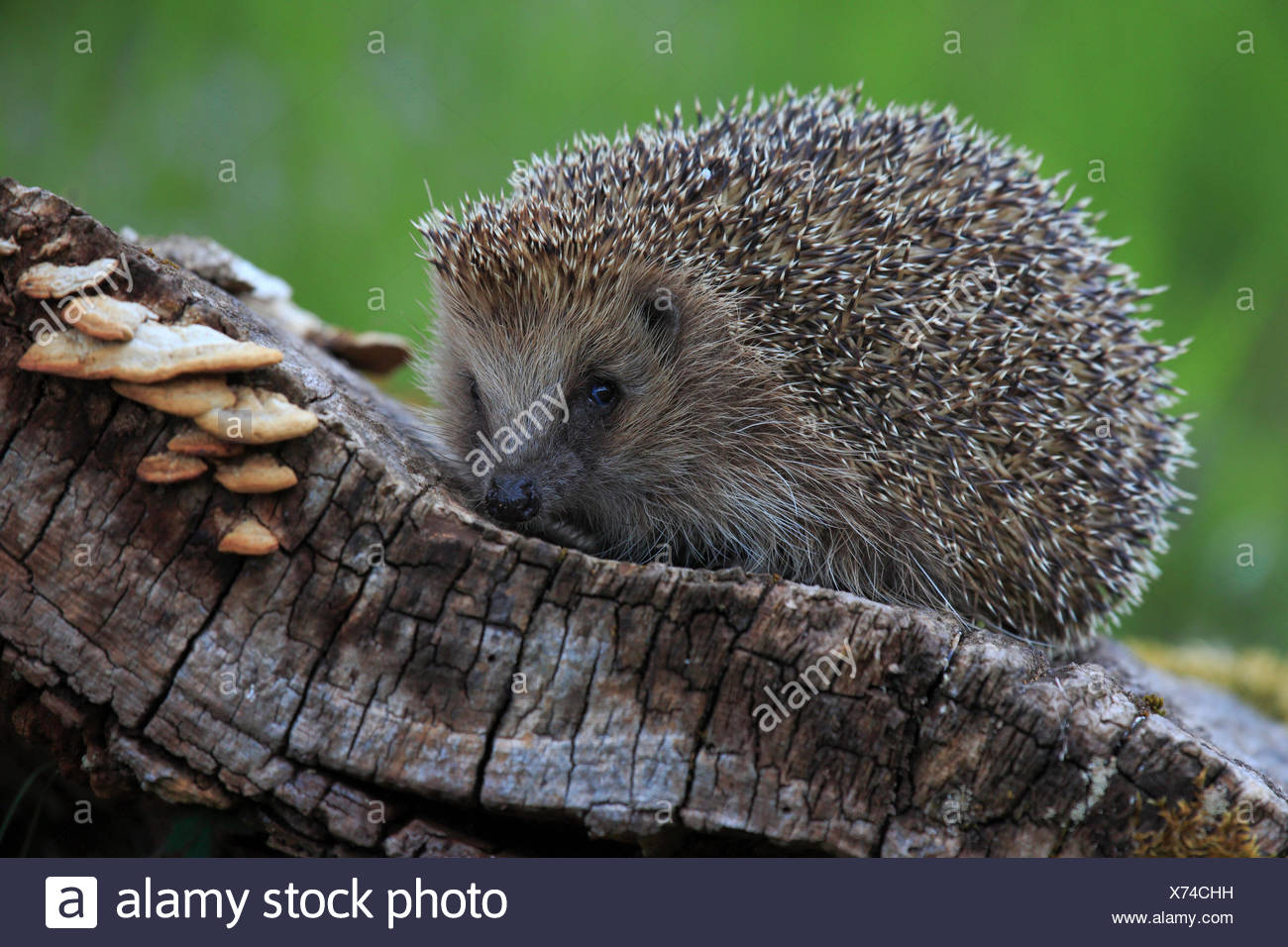 Hedgehog Tree Stump High Resolution Stock Photography and Images - Alamy