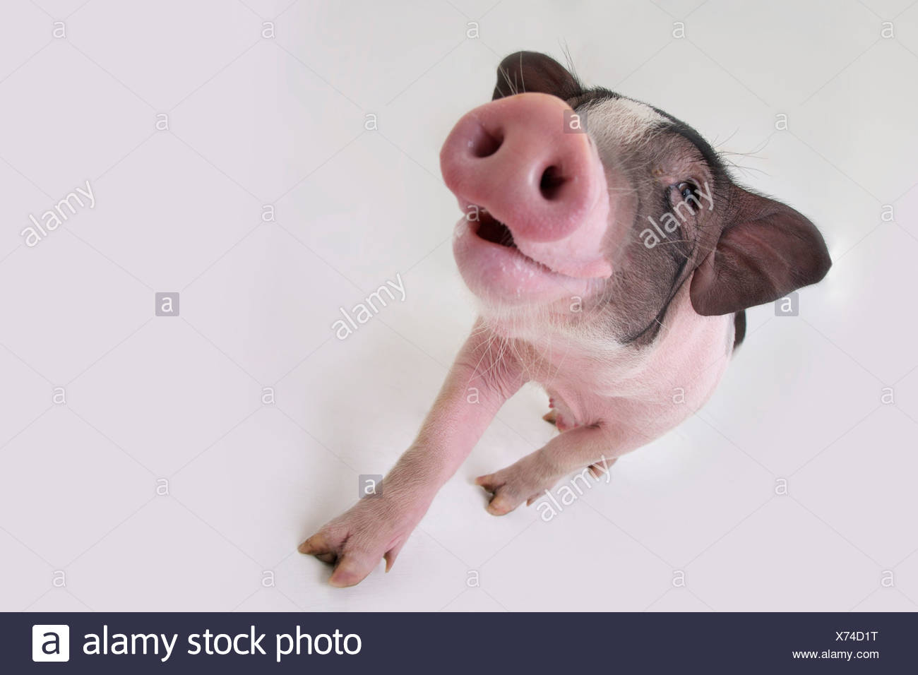 Pig Head Open Mouth High Resolution Stock Photography and Images - Alamy