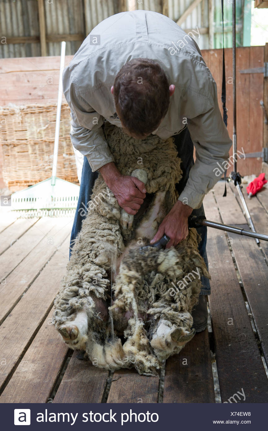 Wool From Animals High Resolution Stock Photography and Images - Alamy