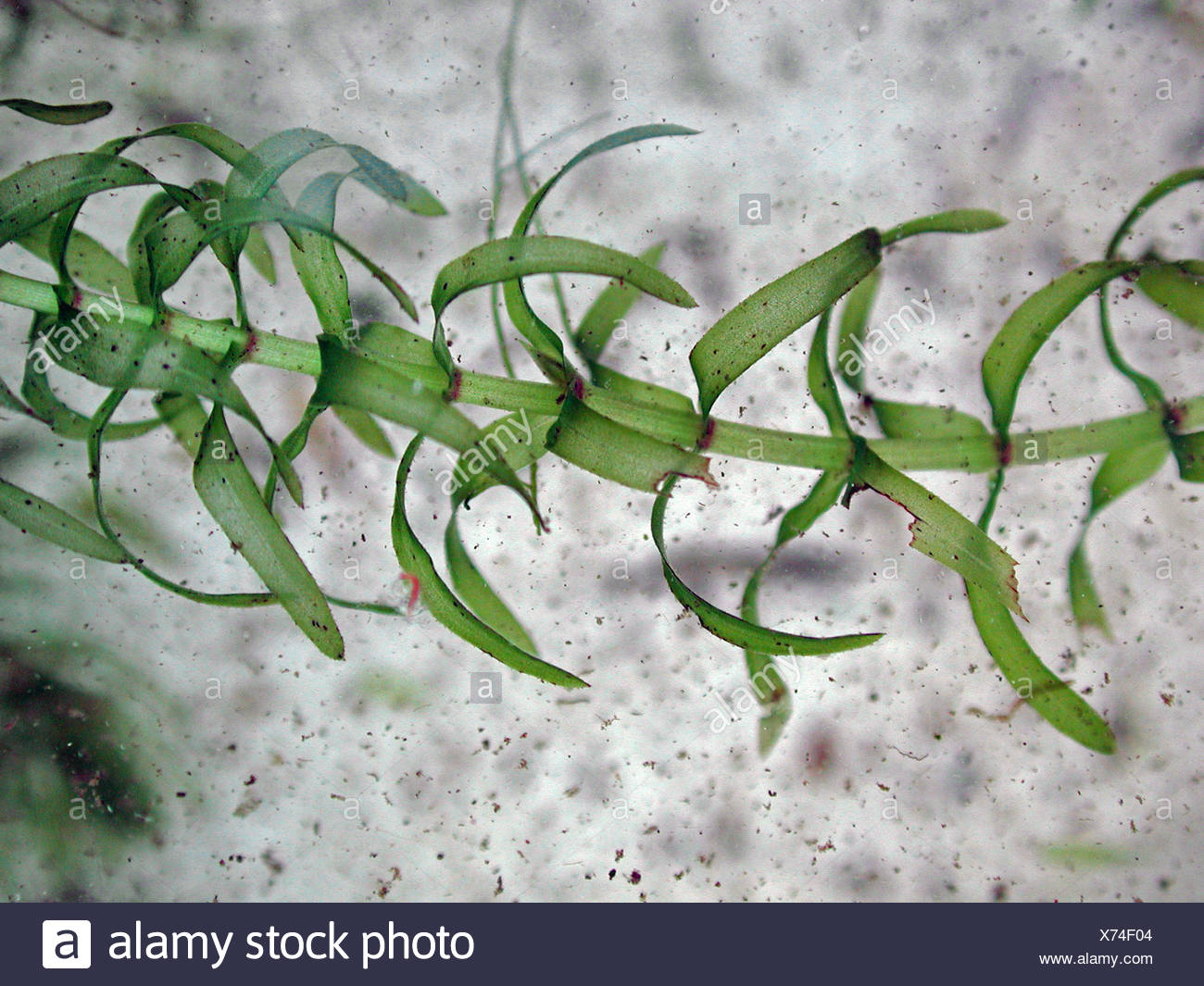 Waterweed Elodea Nuttallii High Resolution Stock Photography and Images ...