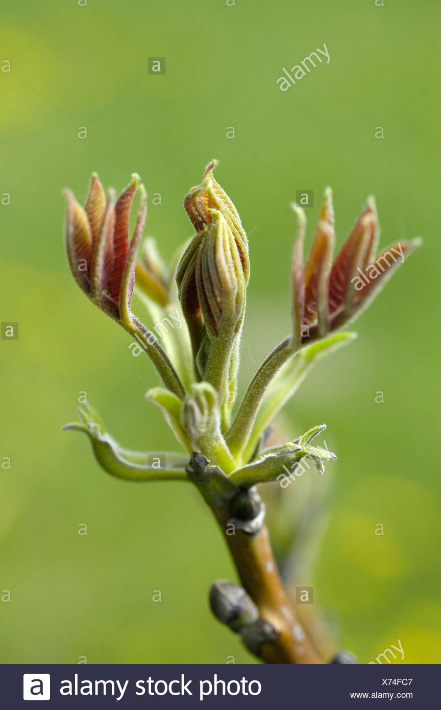 Triebe High Resolution Stock Photography and Images - Alamy