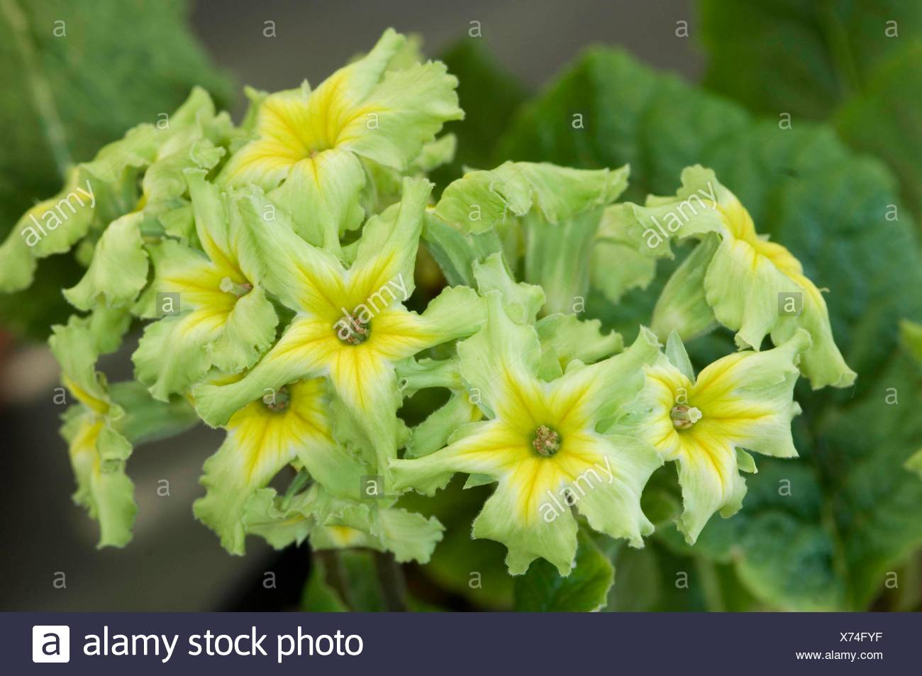 Francisca Stock Photos & Francisca Stock Images - Alamy