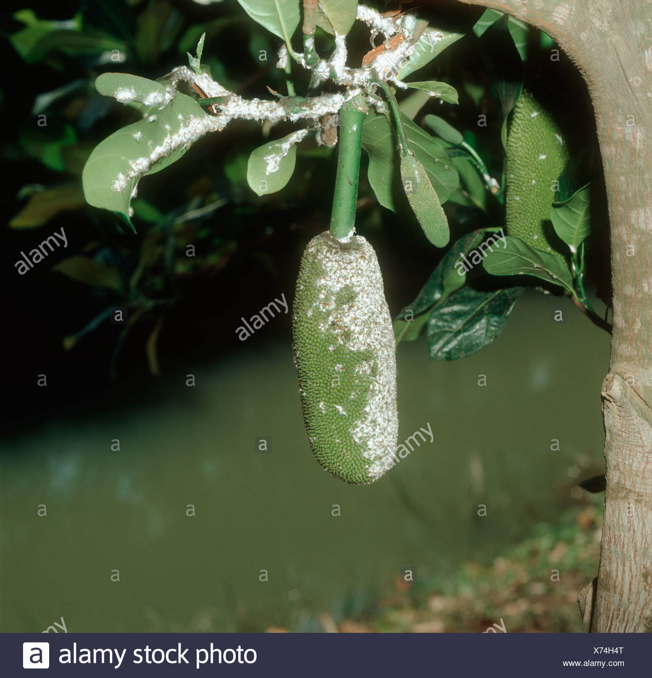 Mealy Bug Stock Photos & Mealy Bug Stock Images - Alamy