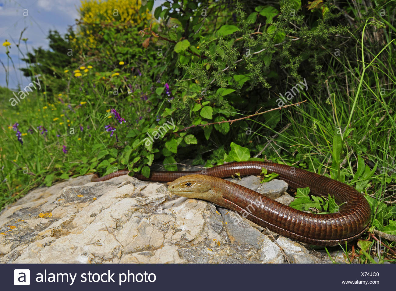 Lateral Fold Lizard High Resolution Stock Photography and Images - Alamy