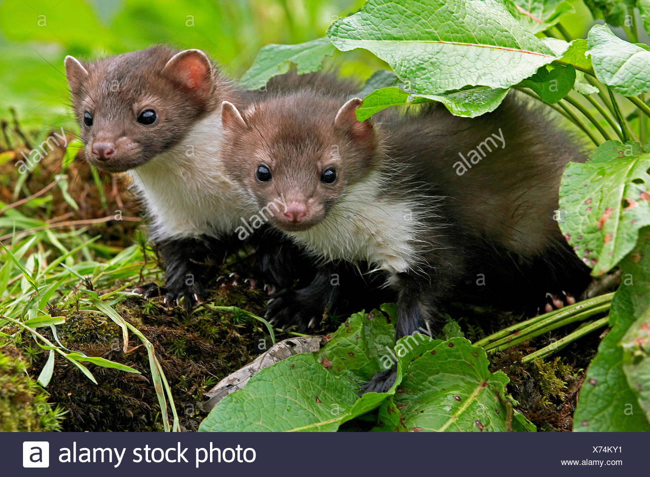 Stone Marten Or Beech Marten Stock Photos & Stone Marten Or Beech ...