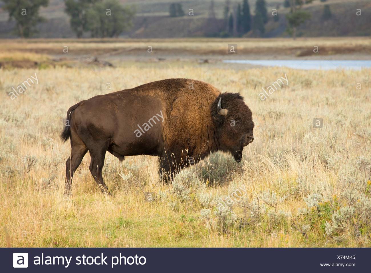 Plains Bison Bison Bison Bison Buffalo Male High Resolution Stock ...