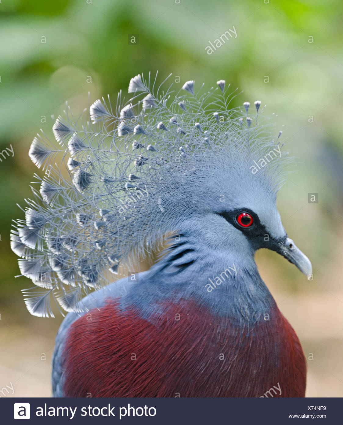Victoria Pigeon High Resolution Stock Photography and Images - Alamy