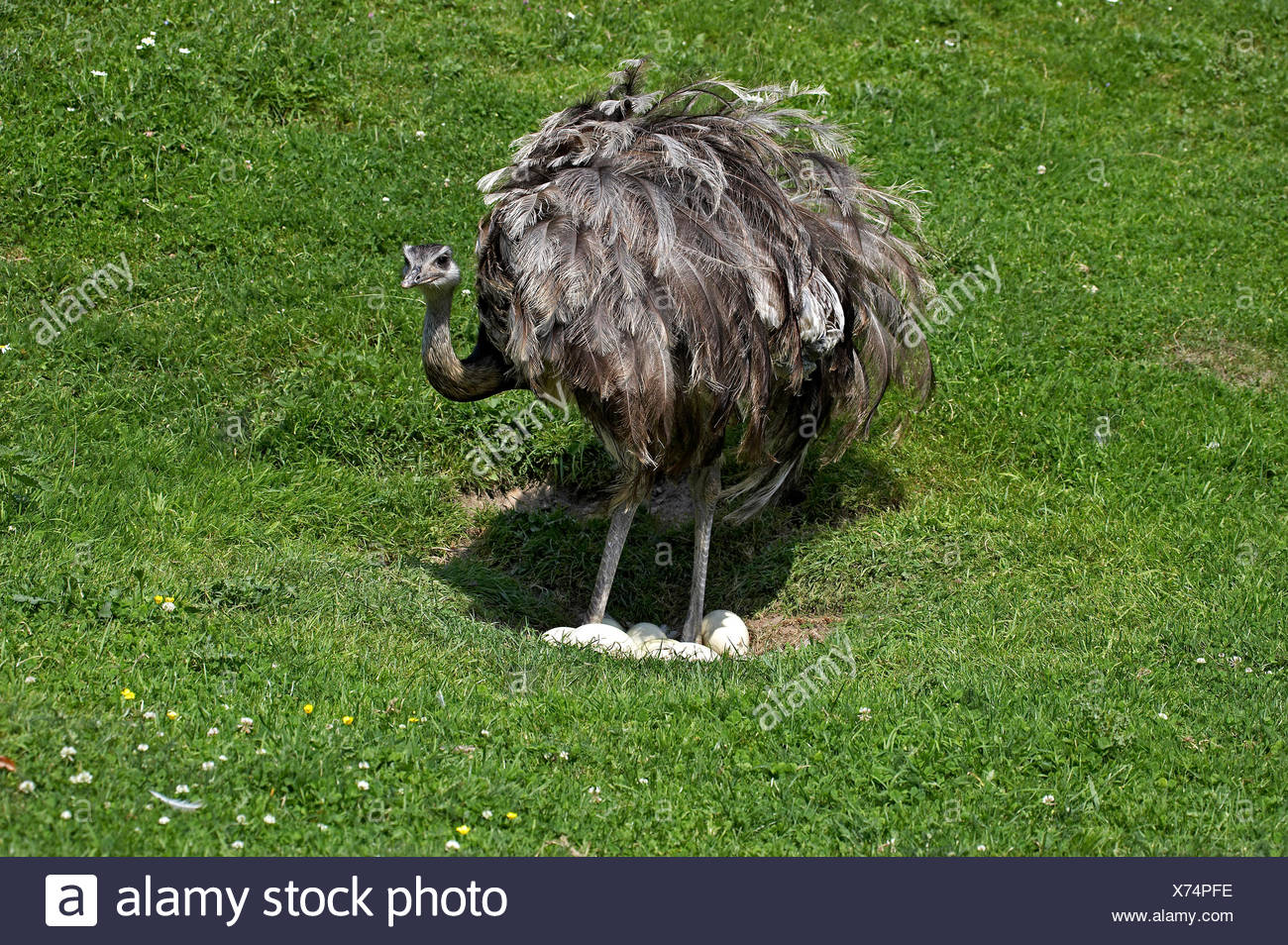 Rhea Egg Stock Photos & Rhea Egg Stock Images - Alamy