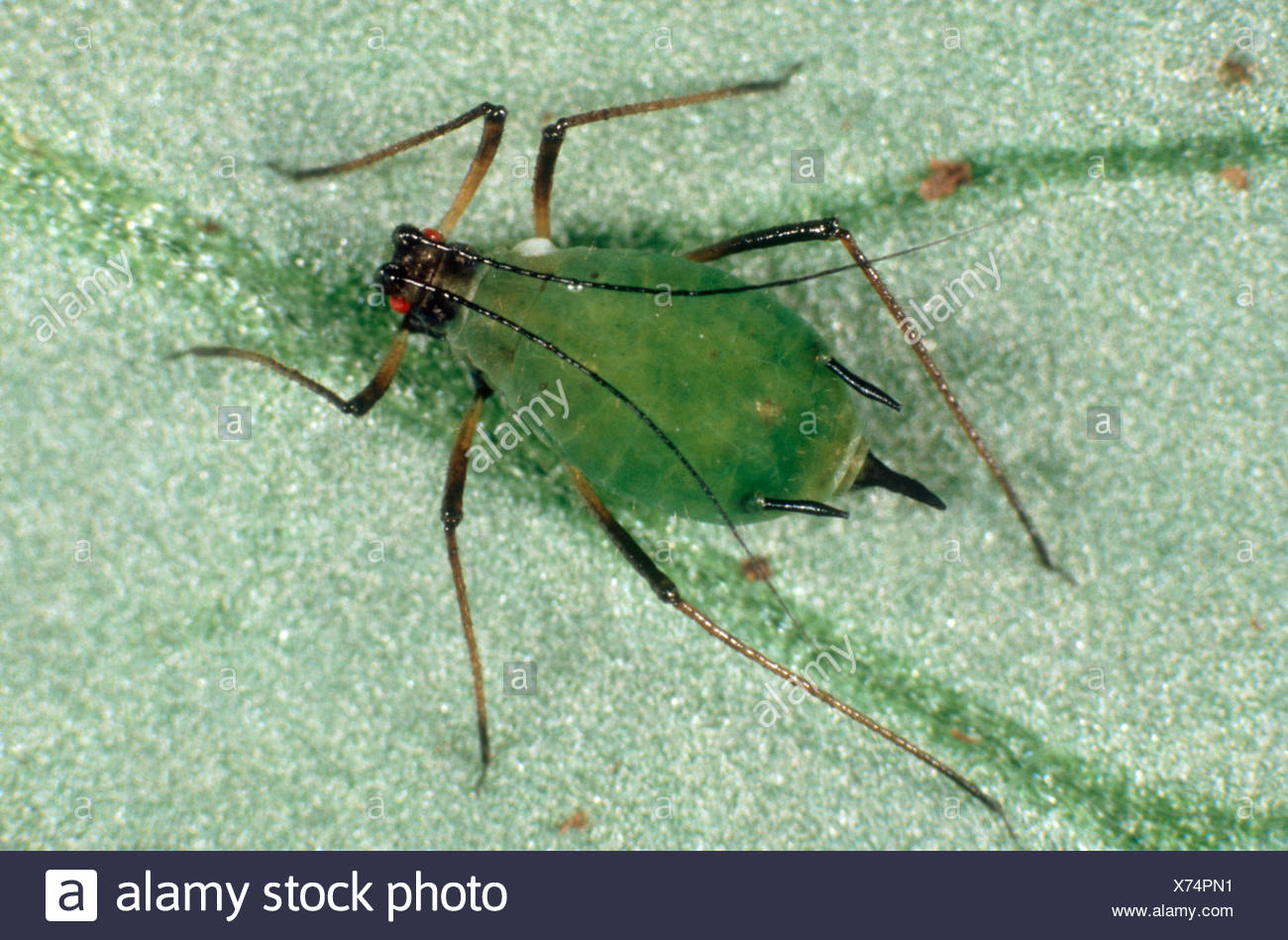 Wingless Aphid Stock Photos & Wingless Aphid Stock Images - Alamy