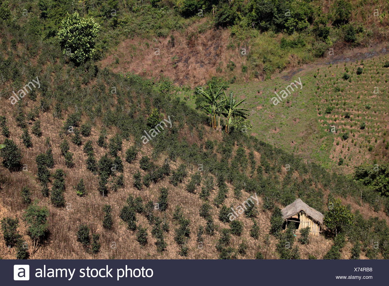 Burma Tea Plantation High Resolution Stock Photography and Images - Alamy