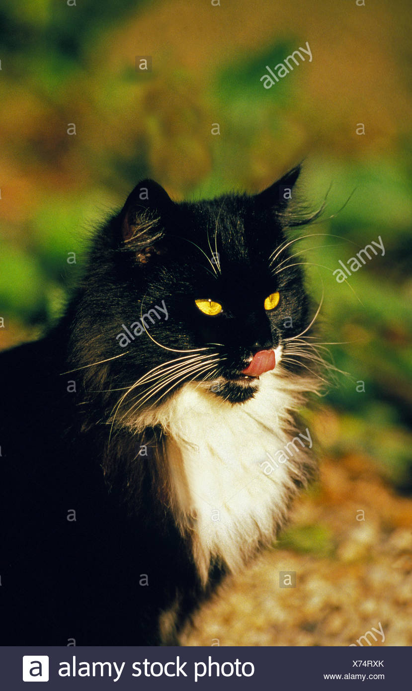 Black White Cat Licking Chops High Resolution Stock Photography and ...