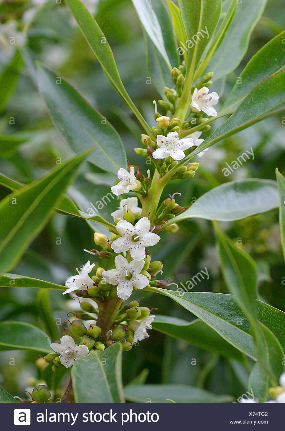 Ngaio Tree Stock Photos & Ngaio Tree Stock Images - Alamy