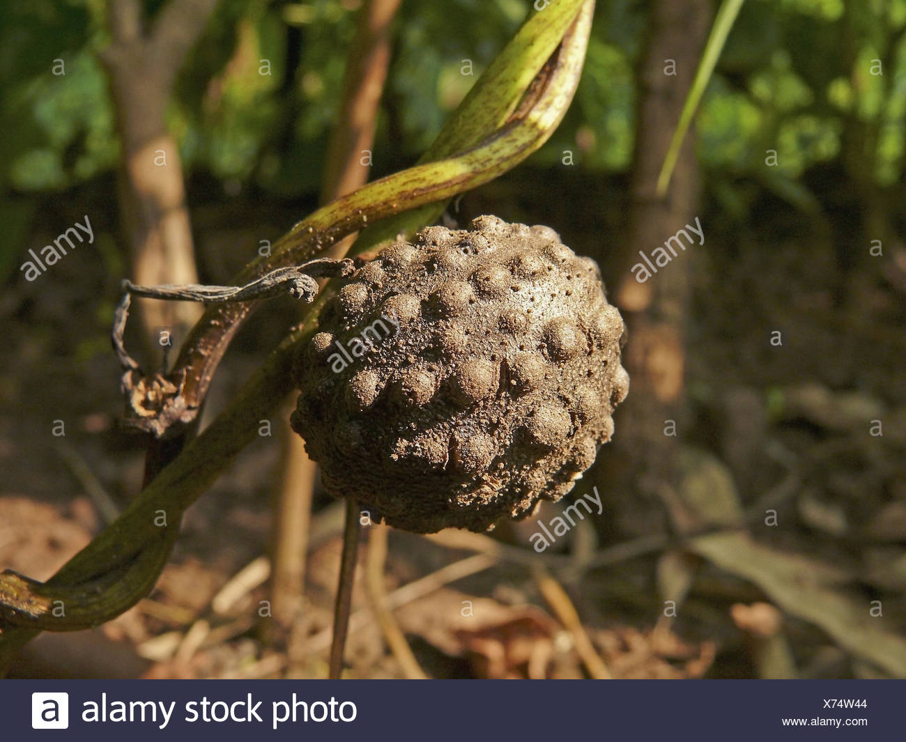 Underground Tuber High Resolution Stock Photography and Images - Alamy