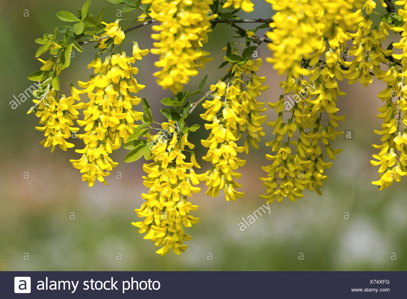 Laburnum High Resolution Stock Photography and Images - Alamy