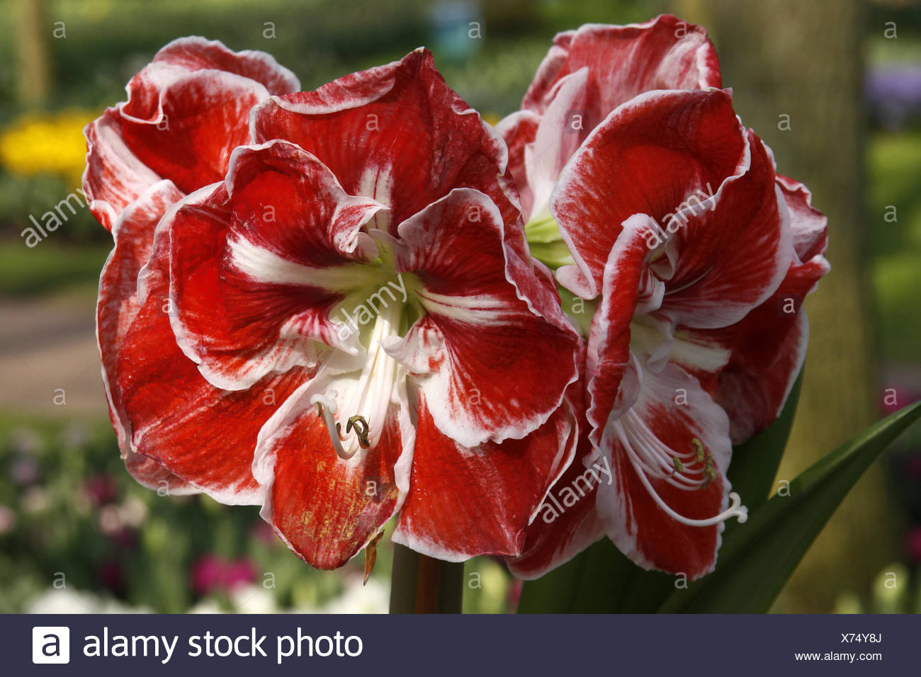 Amaryllis Hippeastrum Hybrid High Resolution Stock Photography and ...
