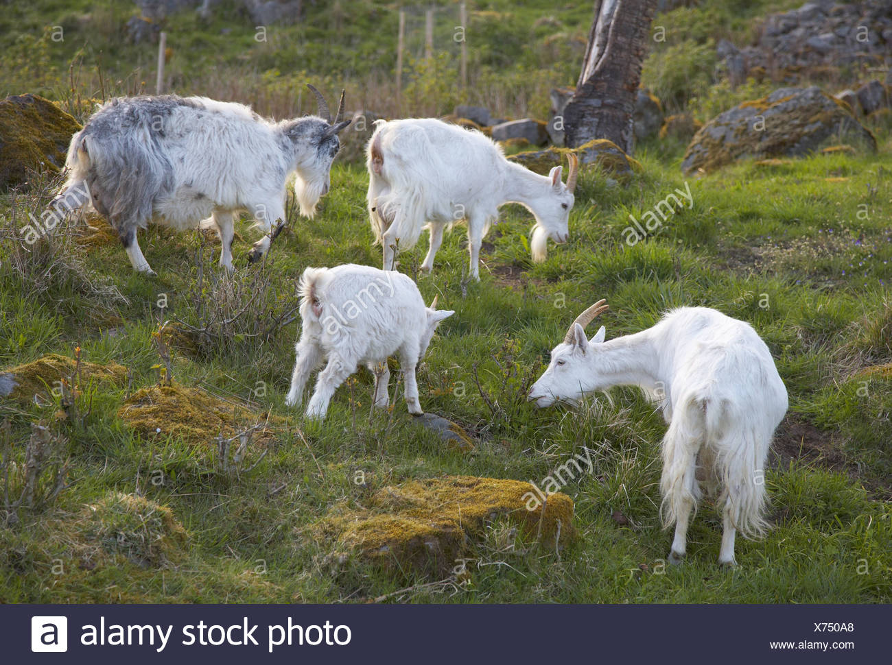 Four Horn Goat Stock Photos & Four Horn Goat Stock Images - Alamy