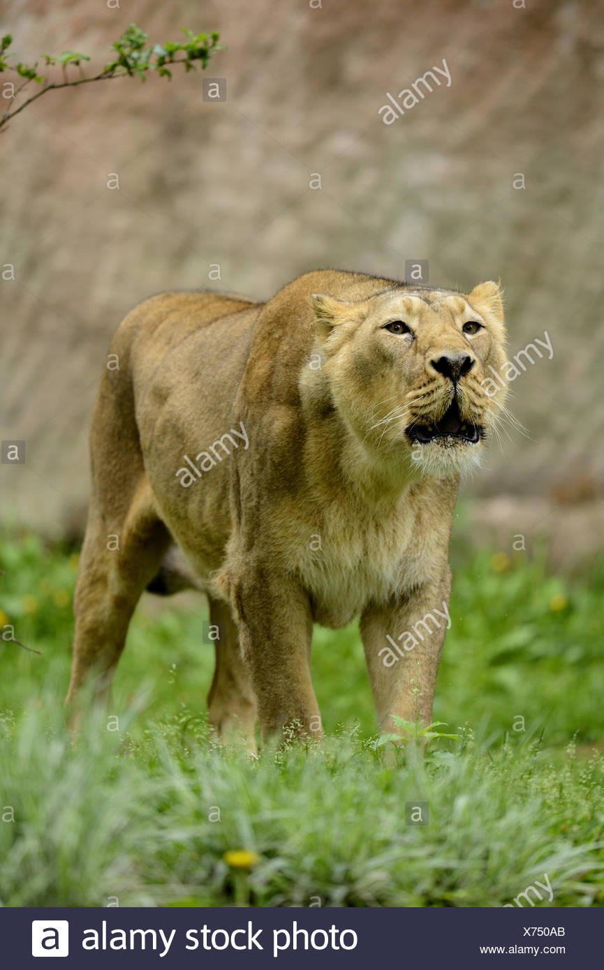 Lioness Standing Stock Photos & Lioness Standing Stock Images - Alamy