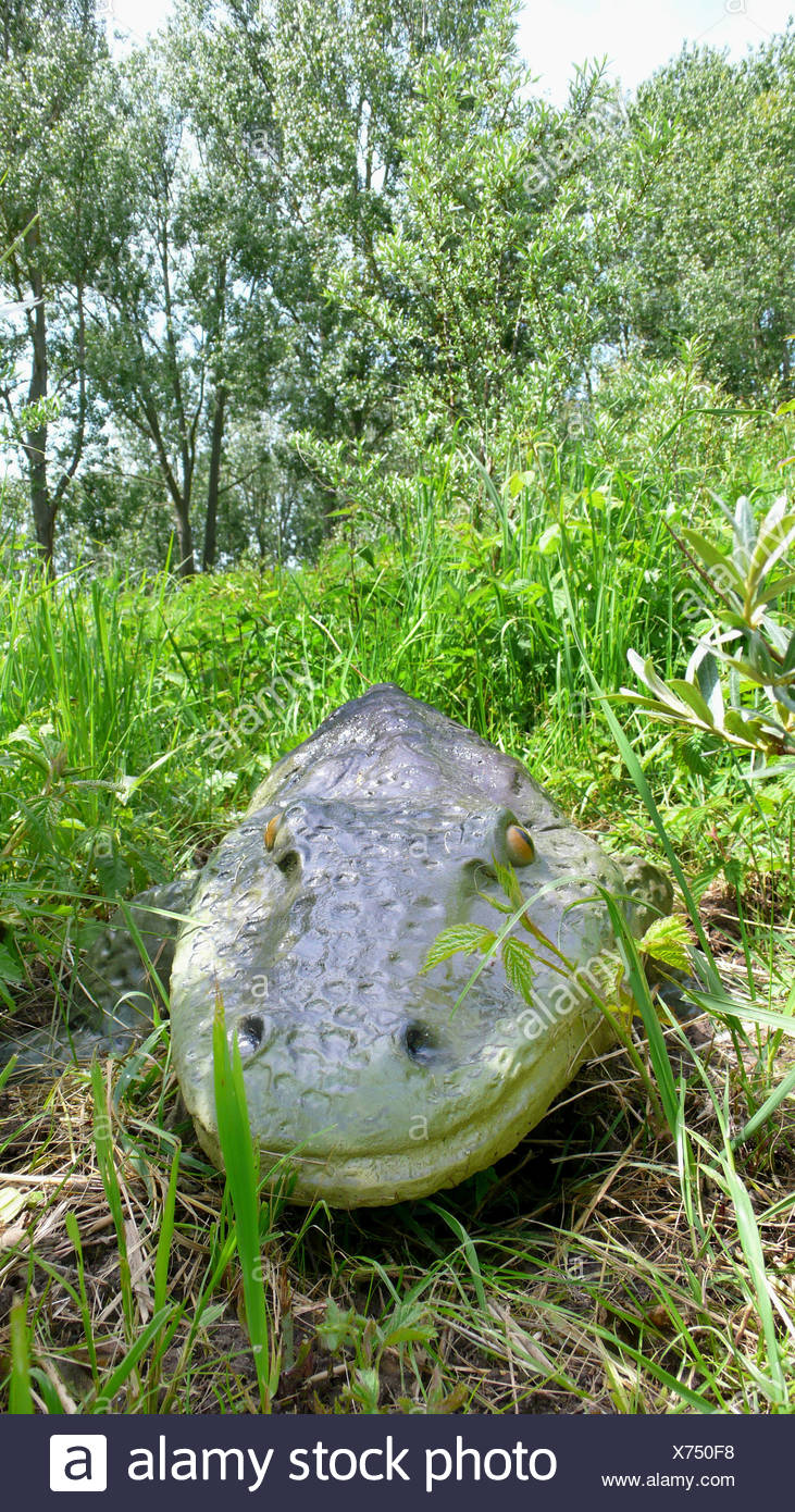 Eryops (eryops) Stock Photos & Eryops (eryops) Stock Images - Alamy