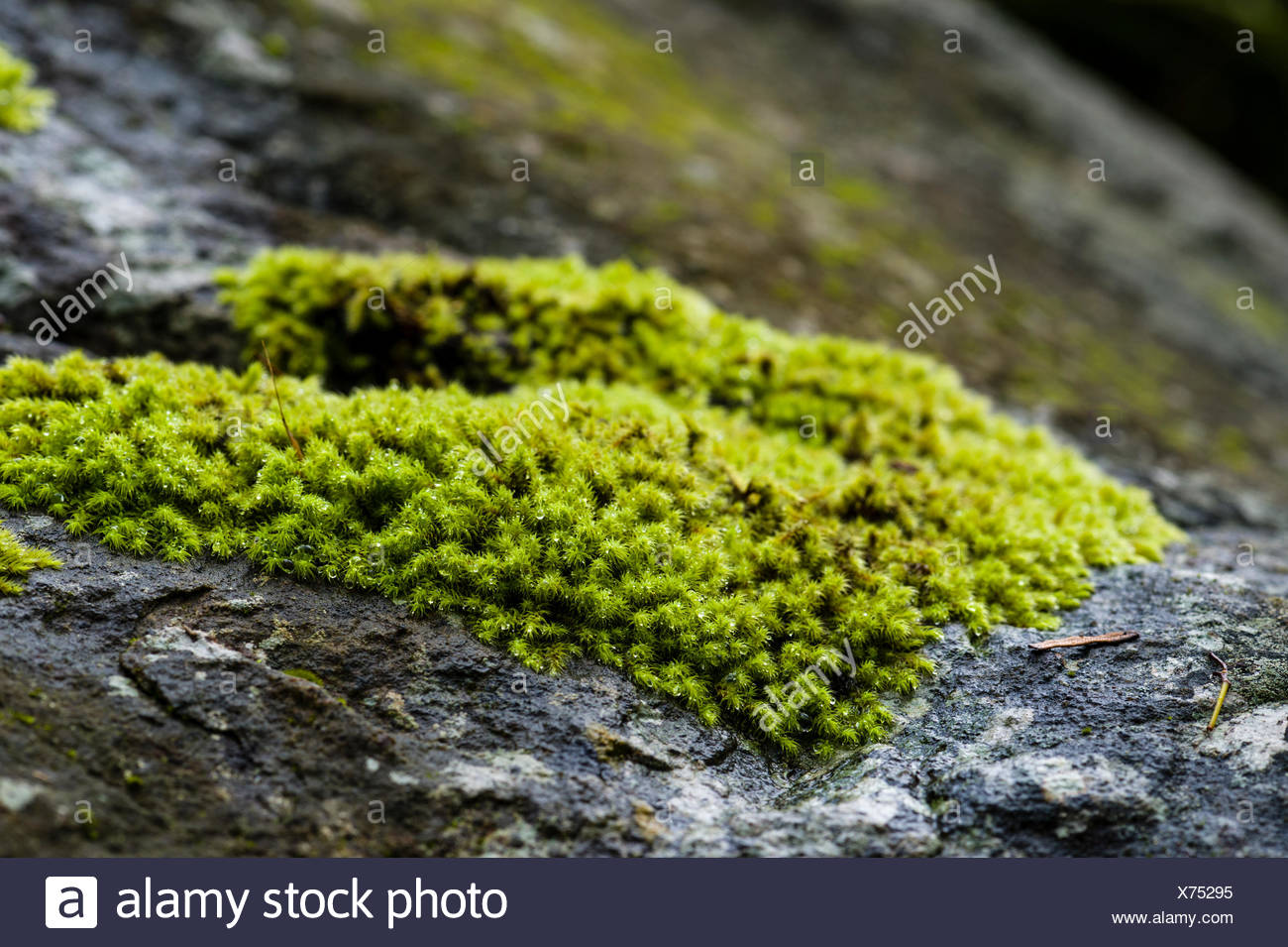 Bryophyte Stock Photos & Bryophyte Stock Images - Alamy