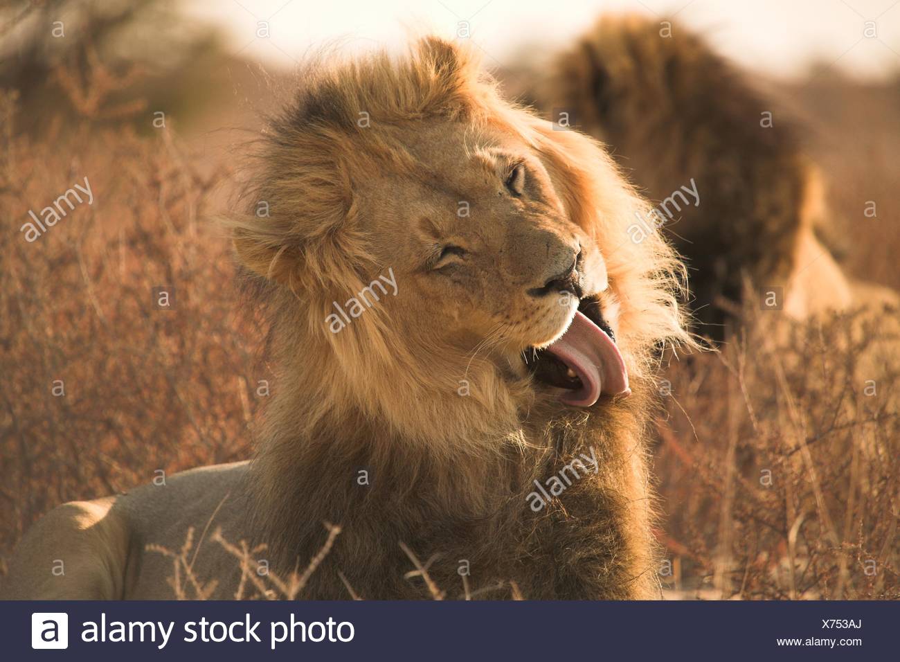 Undomesticated Animals High Resolution Stock Photography and Images - Alamy